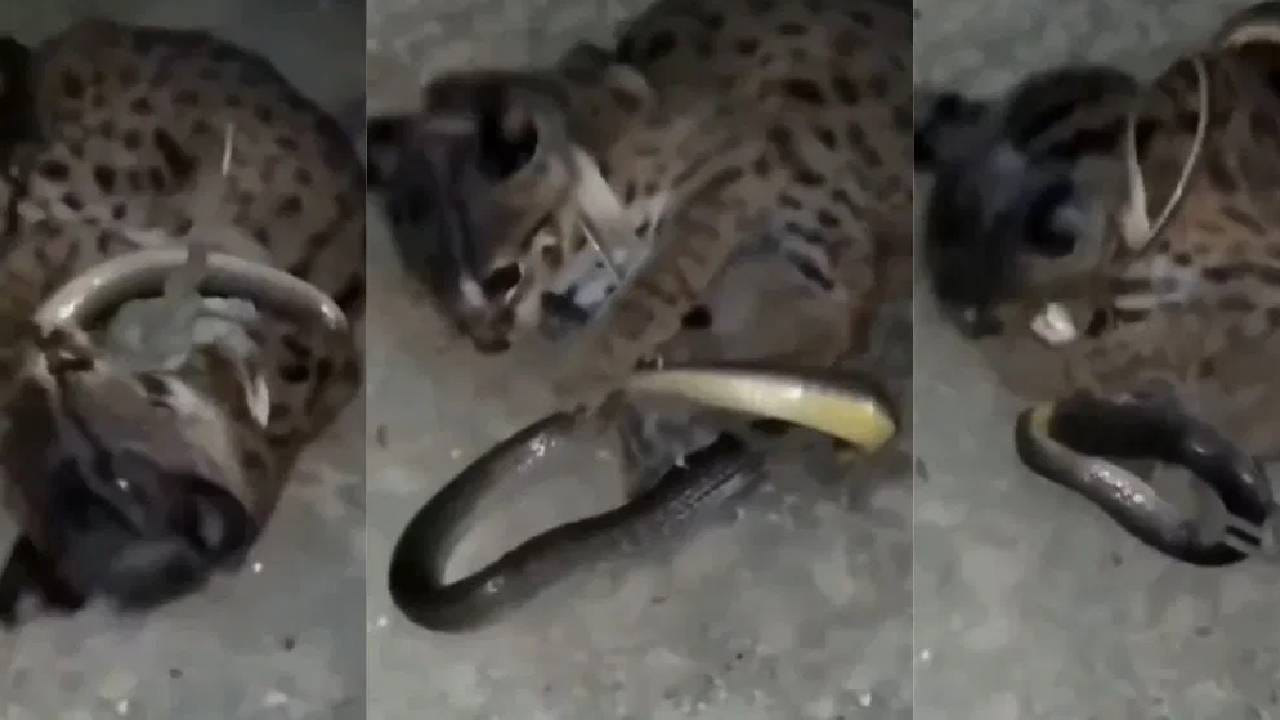 Viral Video: साप आणि मांजरीत चांगलीच जुंफली, नंतर जे घडलं… व्हिडीओ ...