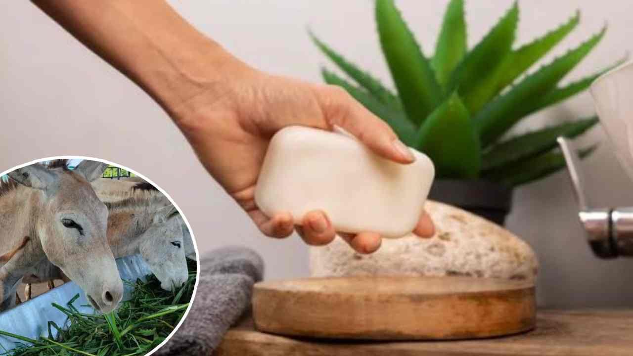 Donkey Milk Soap : गाढविणीच्या दुधाचा अजब साबण, जगभरात वाढली मागणी ...