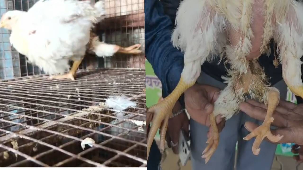 ऐकावं ते नवलच ! चार पायांची कोंबडी कधी पाहिली का ? अनोखी कोंबडी ...