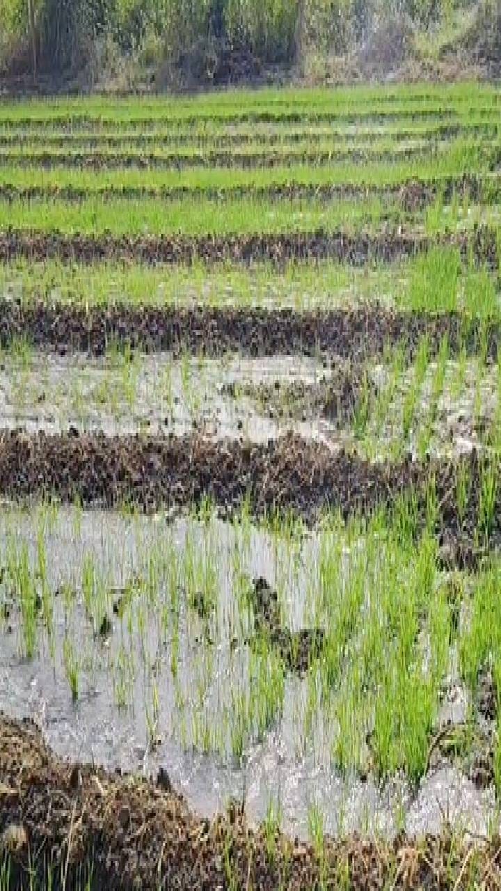 वर्धा जिल्ह्यात रब्बी हंगामात 69 टक्के क्षेत्रात पिकांची पेरणी Vardha ...