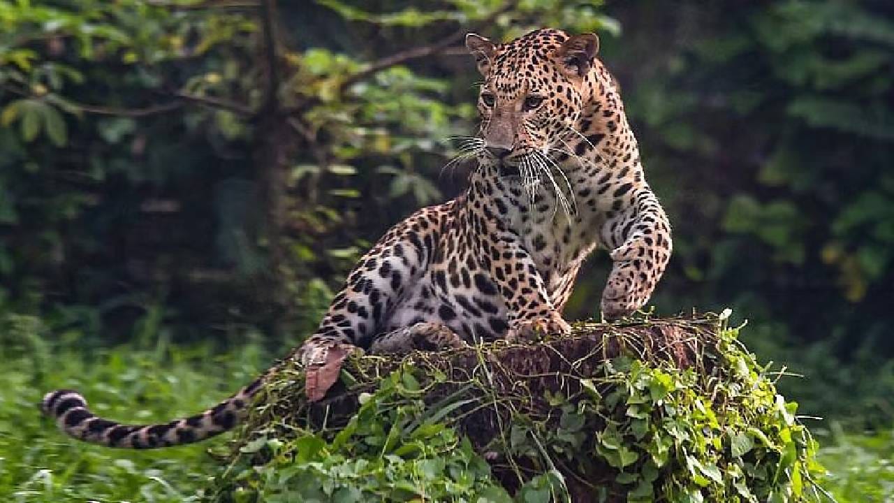 Maharashtra Leopard Attack : वन्यप्राण्यांच्या बंदोबस्तासाठी बोमा ...