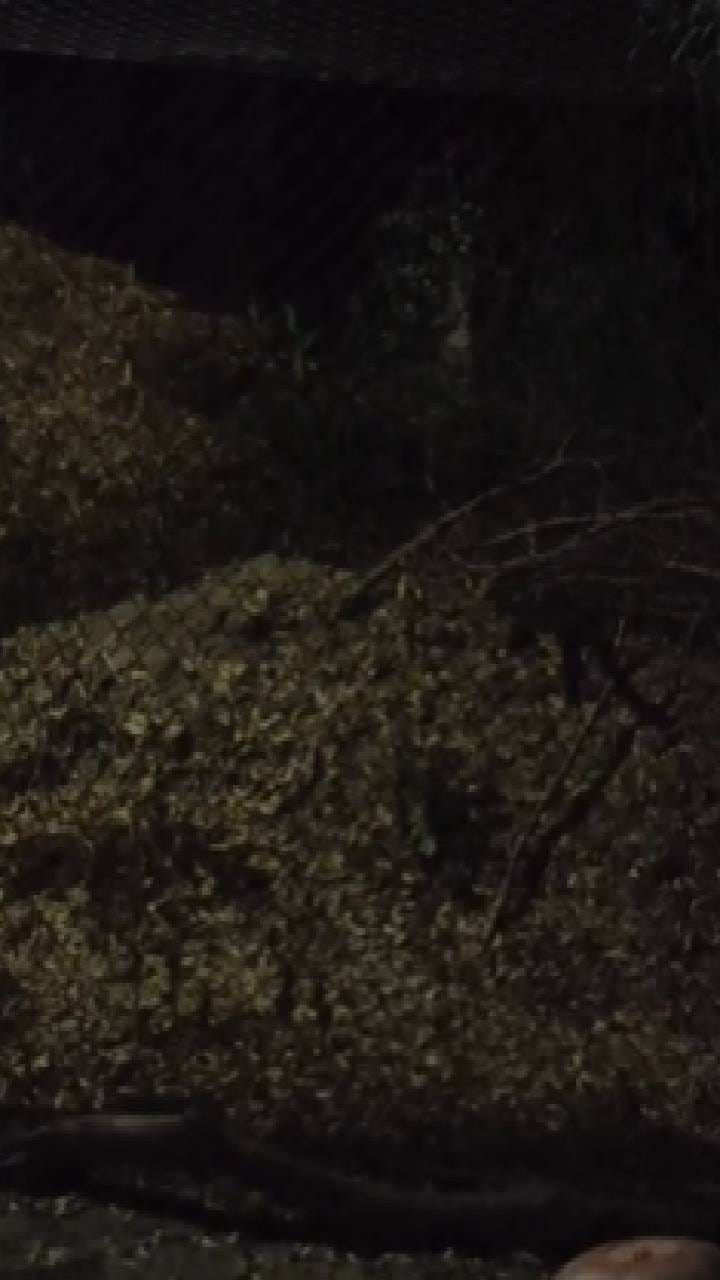काळ बनून बिबट्या आलेला, पण..VIDEO Ahilyanagar leopard bibtya caught in ...