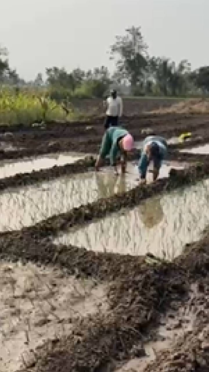 मावळ तालुक्यात रब्बी हंगामातील कांदा लागवडीला वेग pune maval onion crop ...