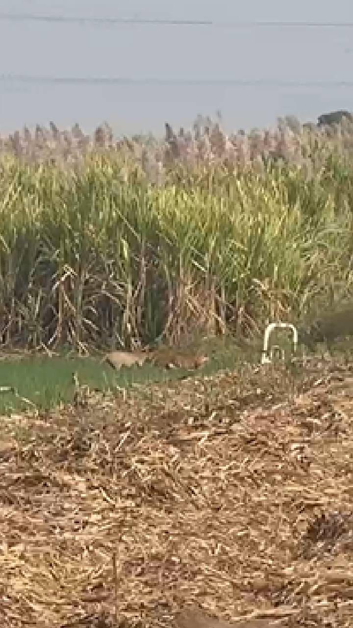 Video : दोन बिबट्यांची अंगावर काटा आणणारी झुंज, थरारक प्रसंग कॅमेऱ्यात ...