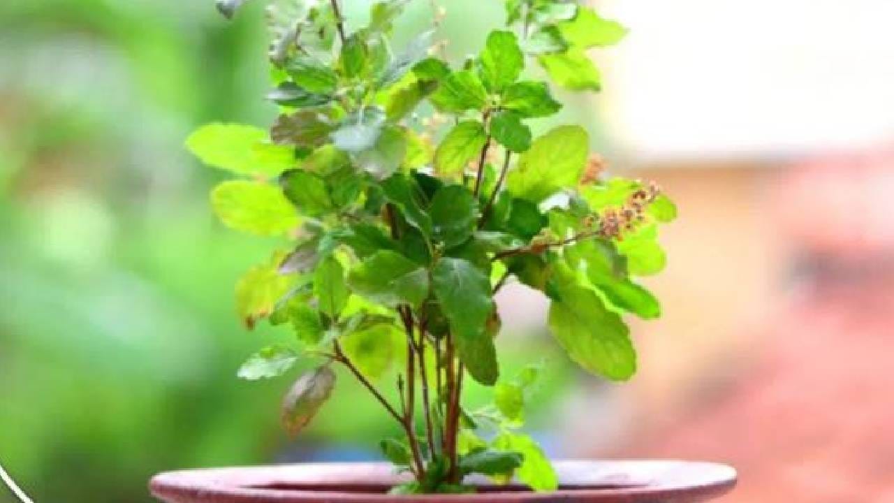 Tulsi Tree : तुळस म्हणजे महासंकट, चार चुकांमुळे मोठा अनर्थ; तुम्ही चुका ...