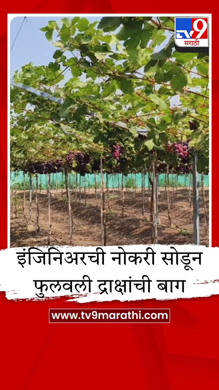 इंजिनिअरची नोकरी सोडून फुलवली द्राक्षांची बाग; तरुण शेतकऱ्याचा यशस्वी ...
