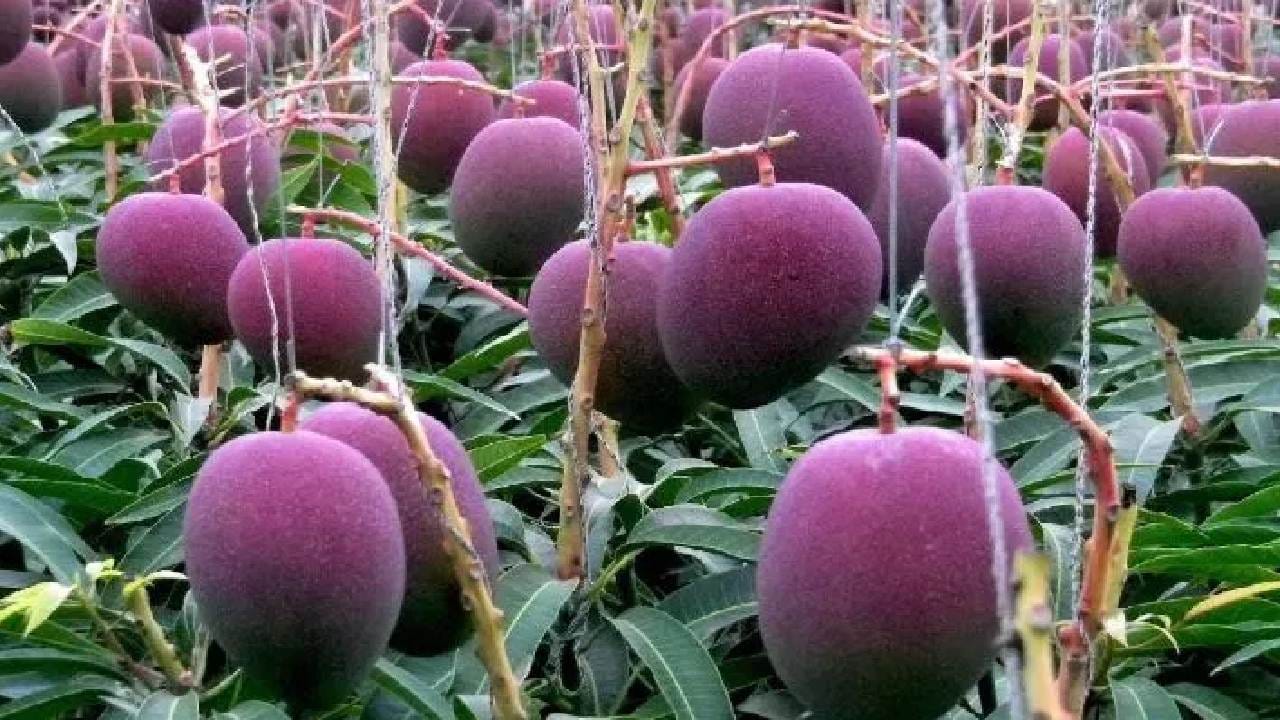 आंब्याची किंमत 2 लाख रुपये, चव अशी की...शेतकऱ्याला मात्र वेगळीच चिंता ...